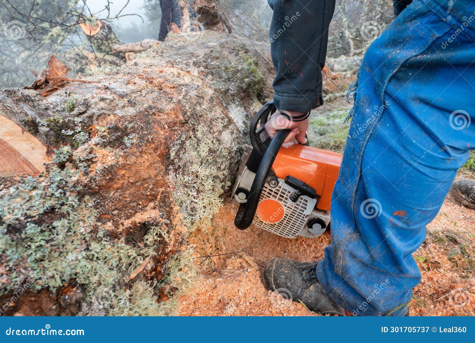 Logger Man Working with Chainsaw Stock Image - Image of firewood ...