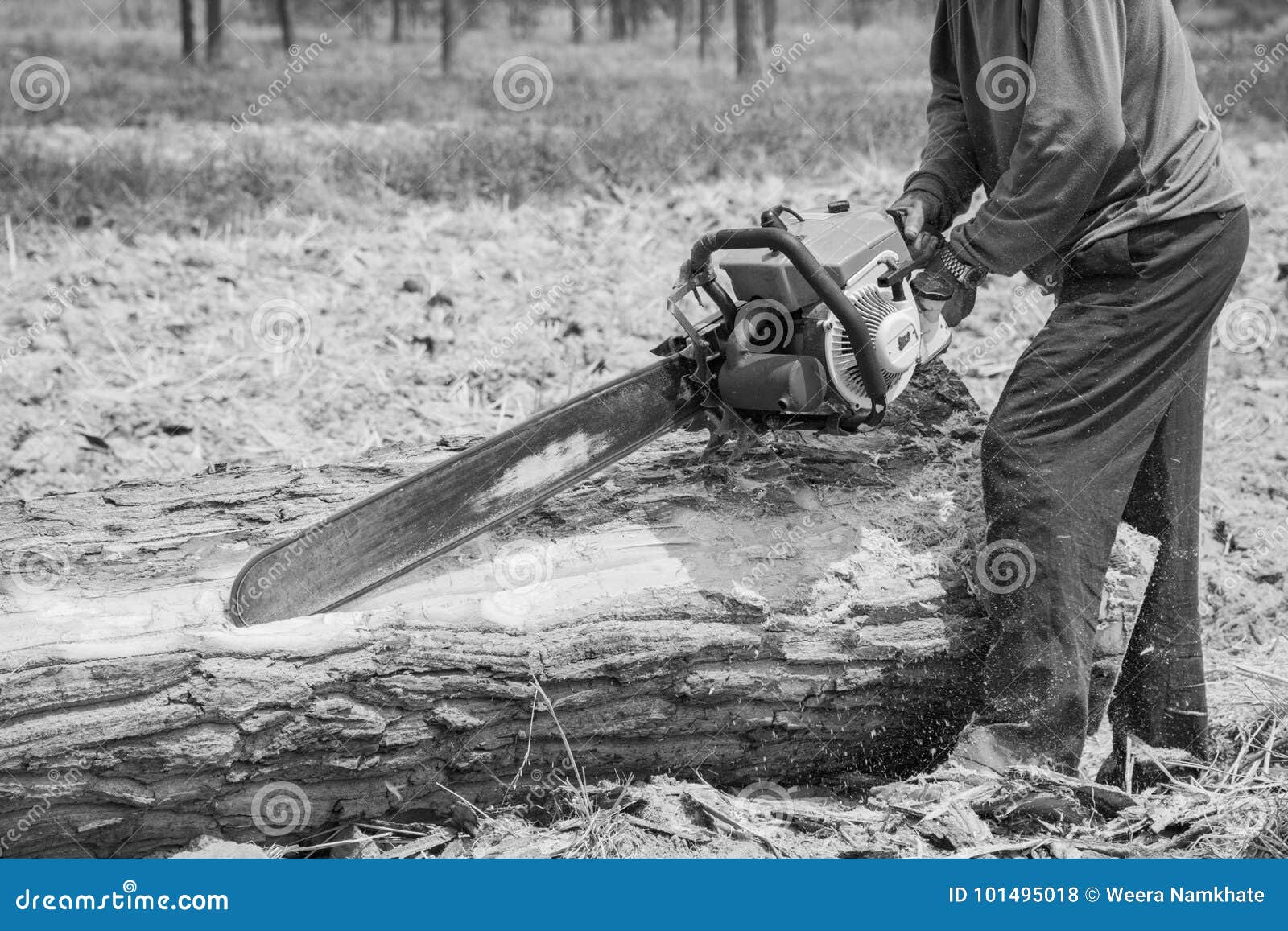 Logger stock photo. Image of chainsaw, wood, wooden - 101495018