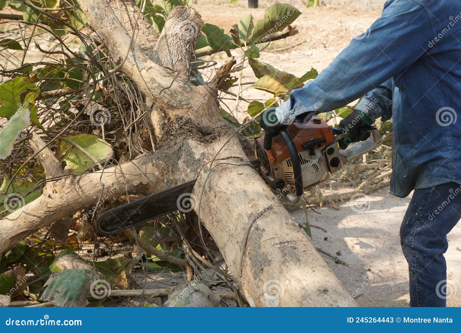 A Lumberjack Uses a Chainsaw To Cut Down Trees, Deforestation and Its ...