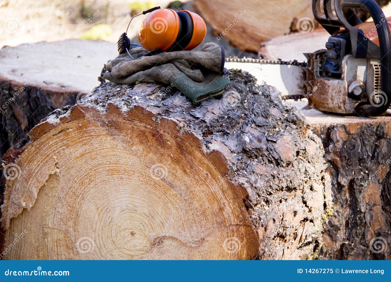 Logger Safety stock image. Image of outdoors, safety - 14267275