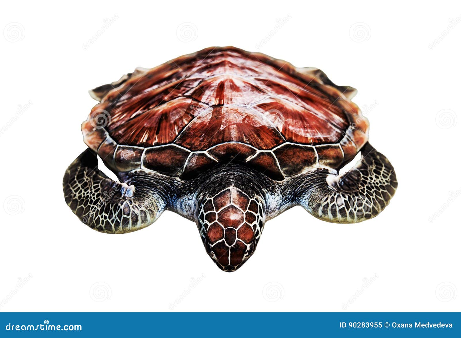 Loggerhead the Loggerhead Sea Turtle Rests Isolated on White Background ...