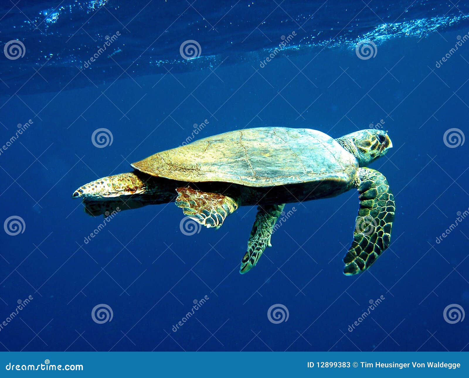 Loggerhead Sea Turtle stock image. Image of animalia - 12899383