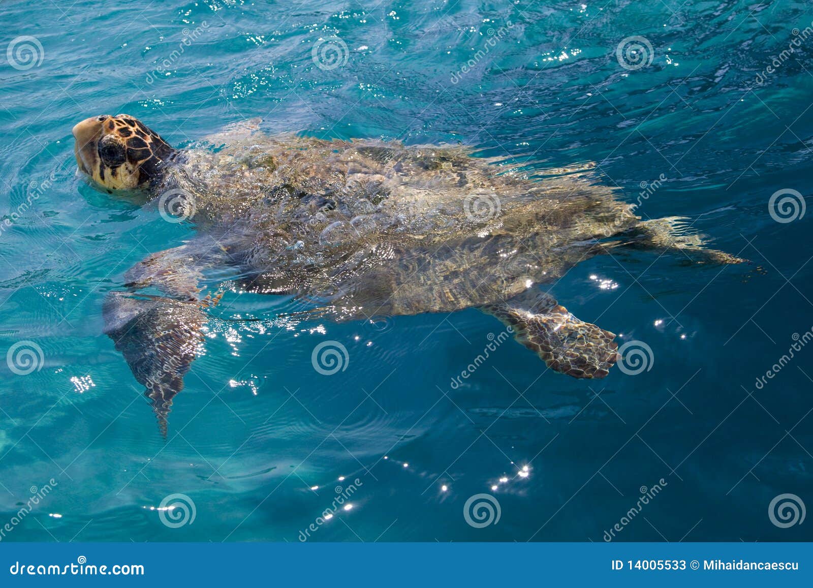 Loggerhead Sea Turtle stock image. Image of transparent - 14005533