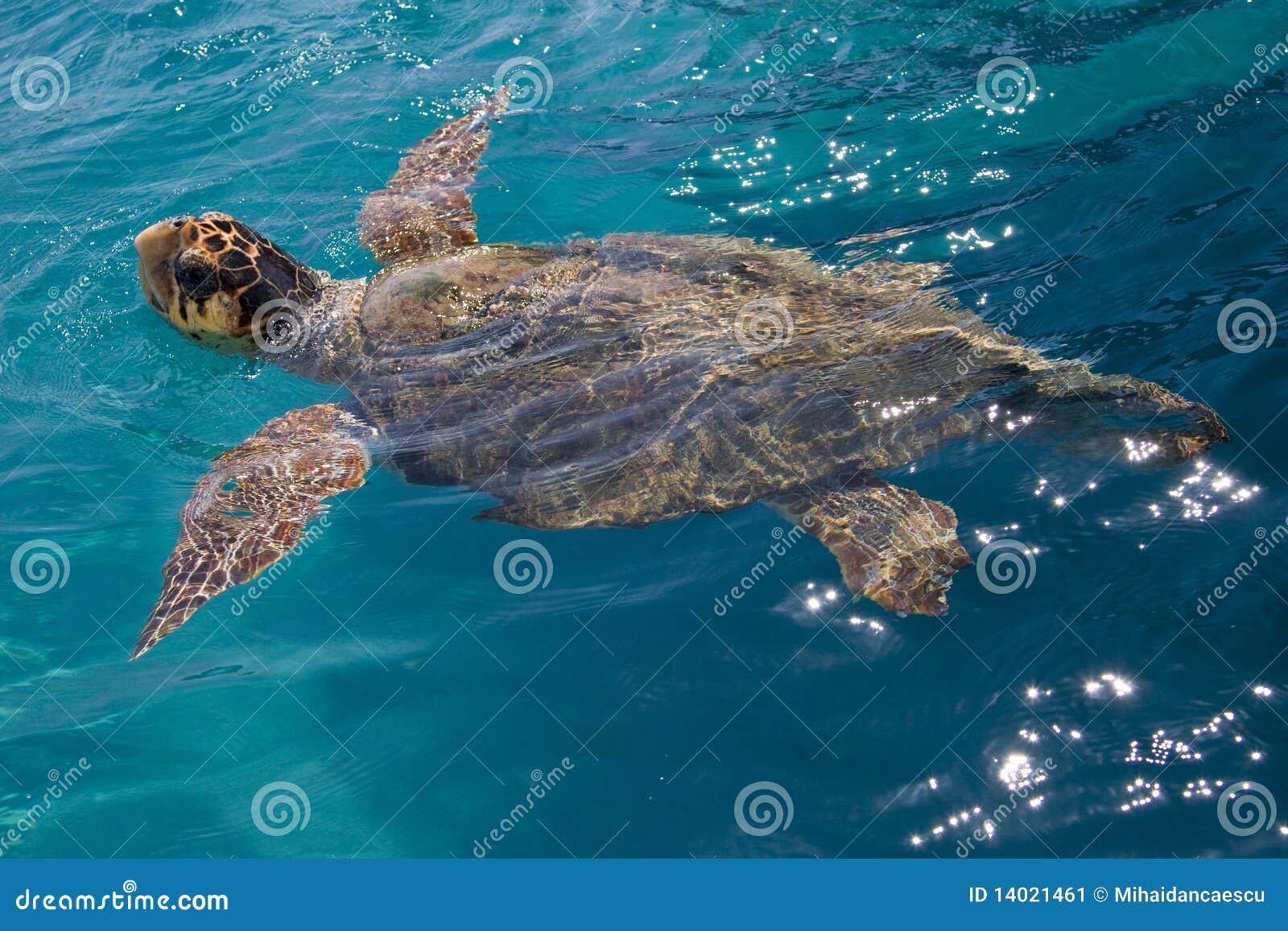 The Loggerhead Sea Turtle Also Known As Caretta Caretta Is Swimming ...