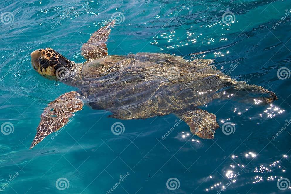 Loggerhead Sea Turtle stock image. Image of shell, outdoors - 14021461
