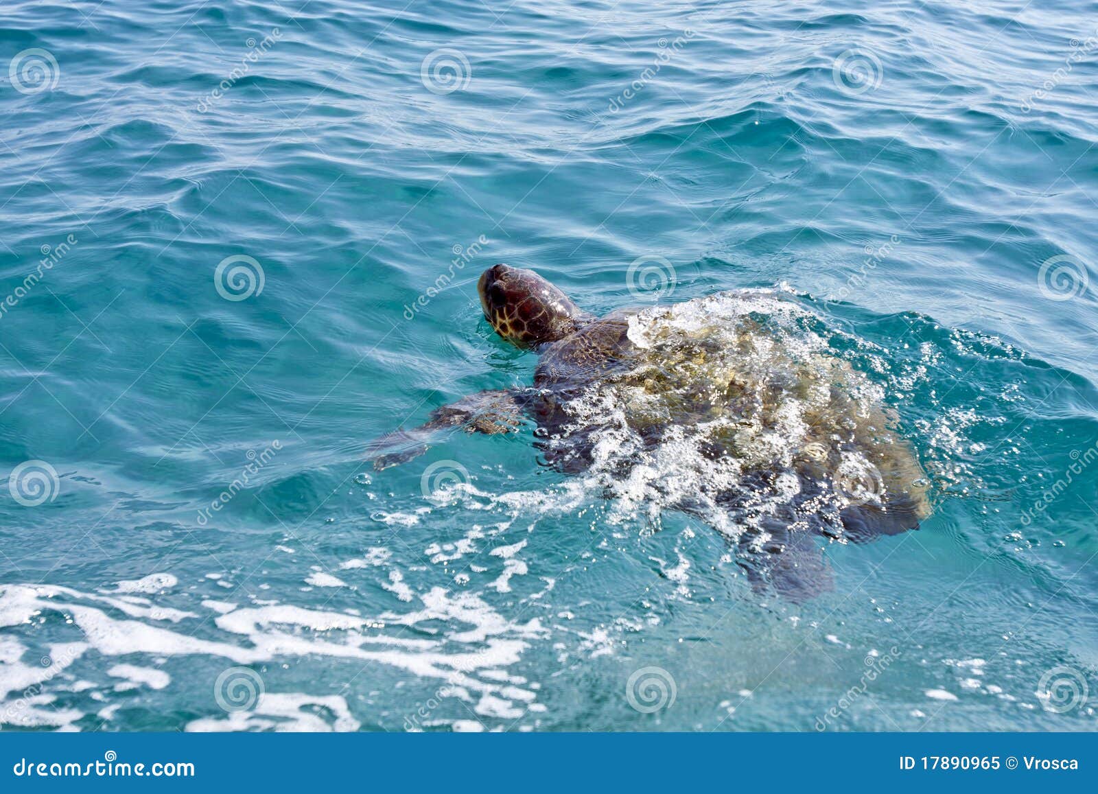 The Loggerhead Sea Turtle stock image. Image of aquarium - 17890965