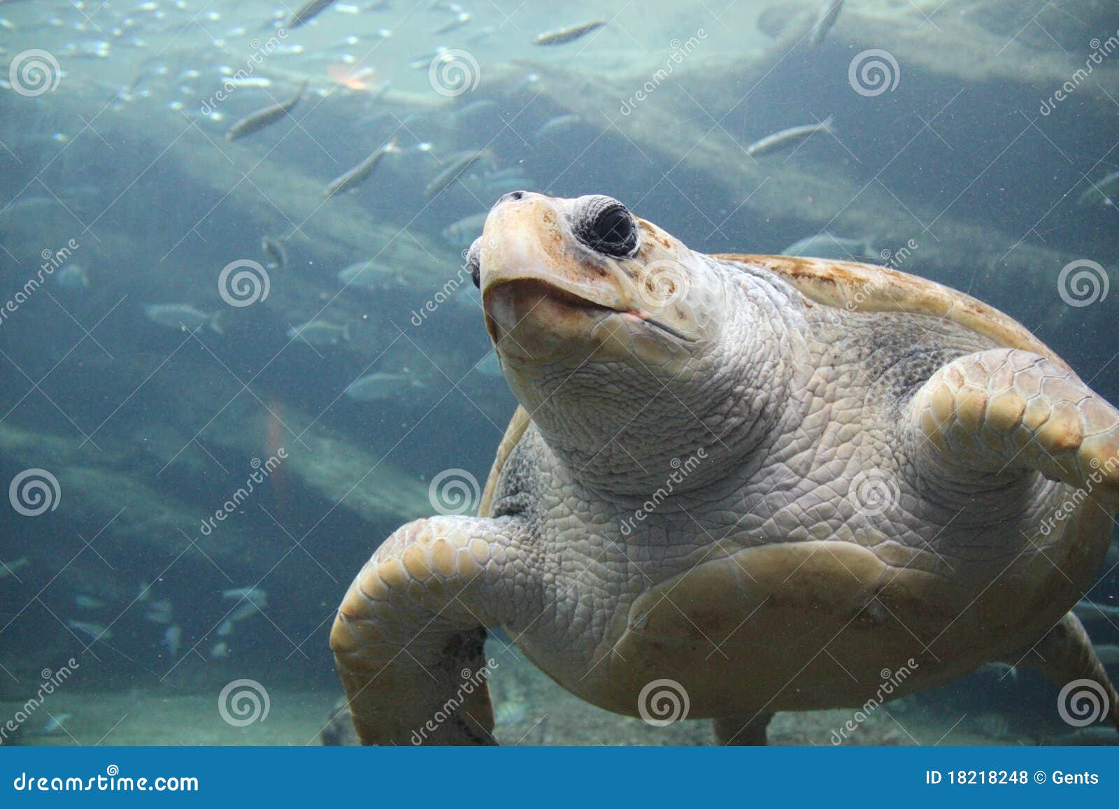 Loggerhead sea turtle stock photo. Image of swim, water - 18218248