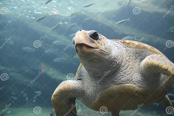 Loggerhead sea turtle stock photo. Image of swim, water - 18218248