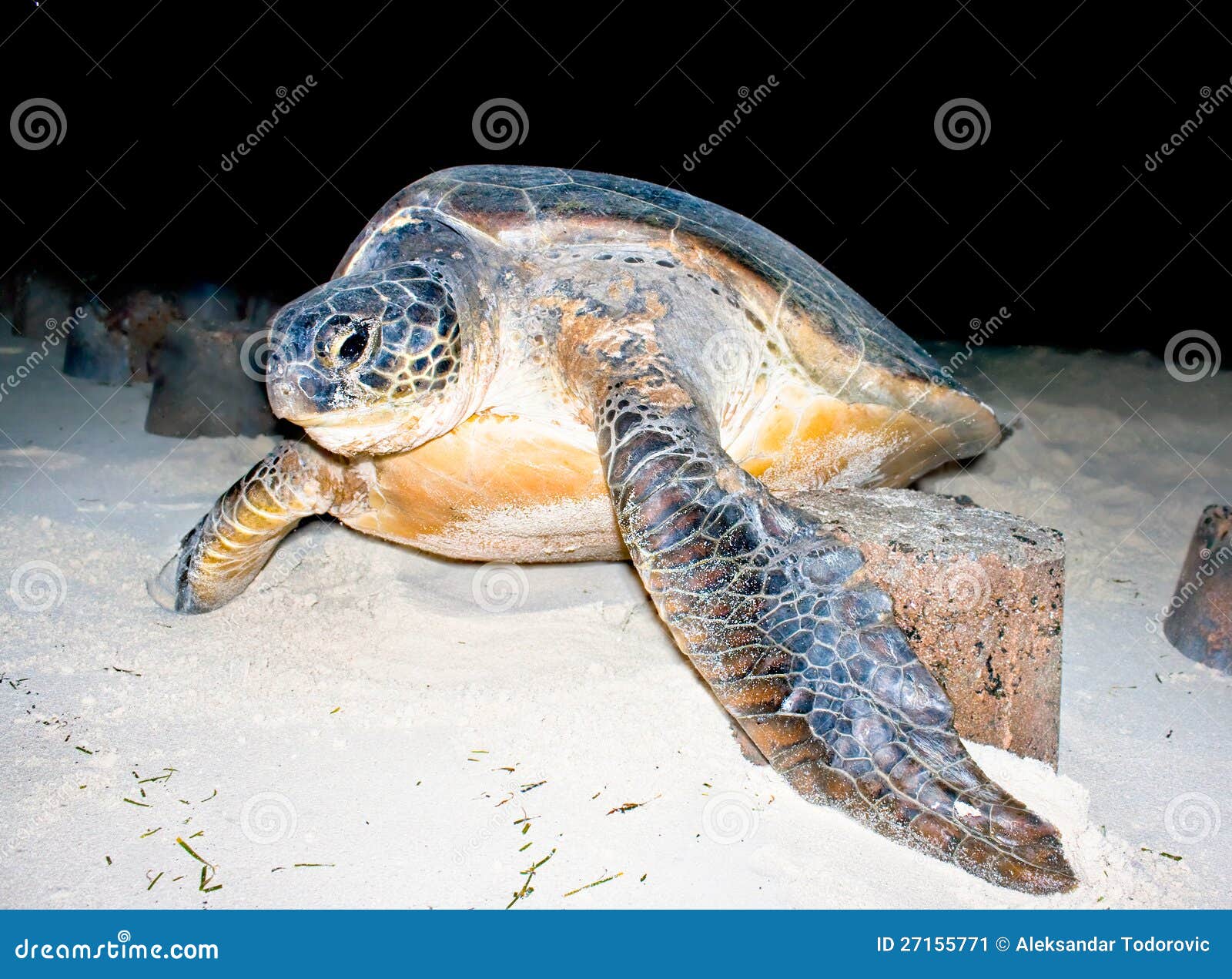 Loggerhead Sea Turtle stock image. Image of green, oceanlife - 27155771
