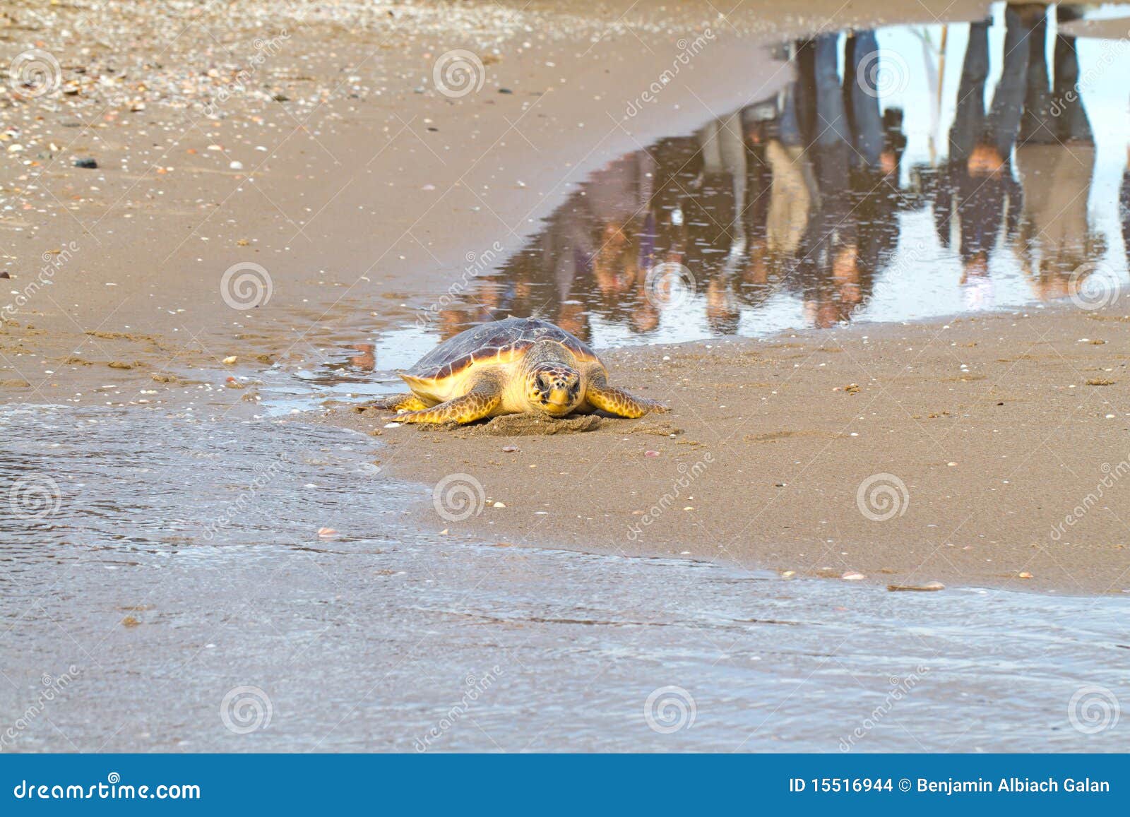 Loggerhead Sea Turtle (Caretta Caretta) Stock Photo - Image of ...
