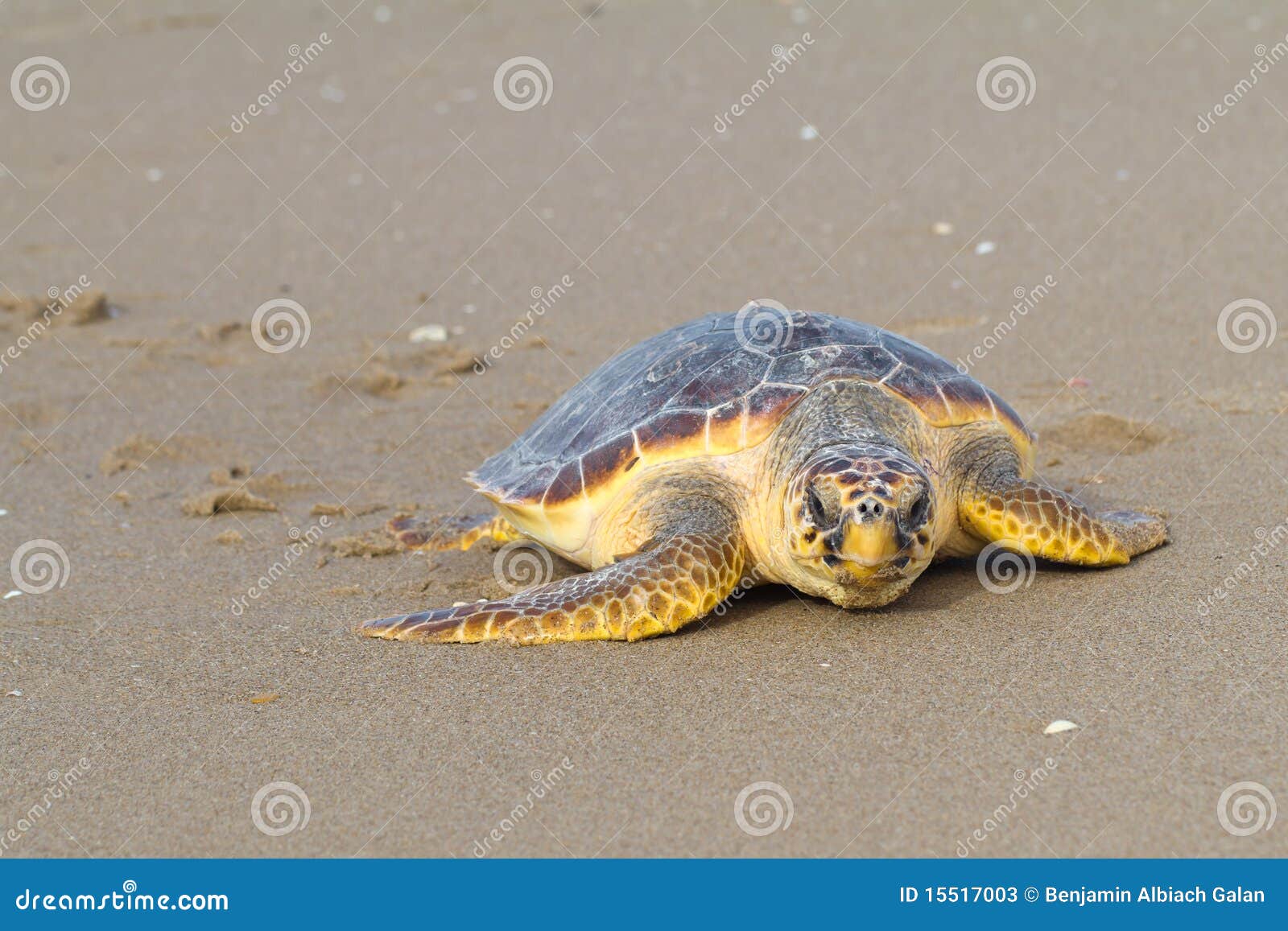 Loggerhead Sea Turtle (Caretta Caretta) Stock Image - Image of road ...