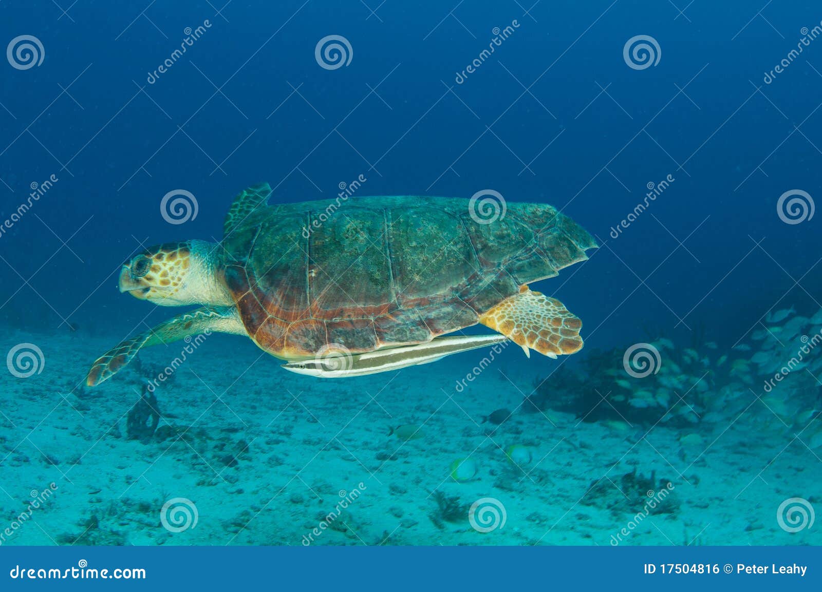 Loggerhead Sea Turtle-Caretta Caretta Stock Photo - Image of loggerhead ...
