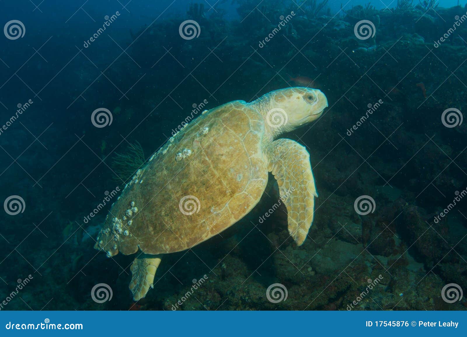 Loggerhead Sea Turtle-Caretta Caretta Stock Photo - Image of angelfish ...