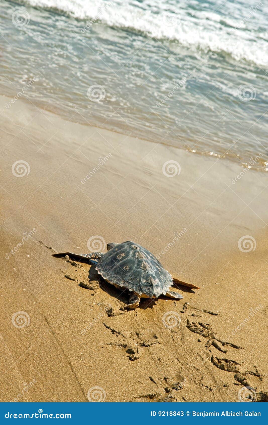 Loggerhead Sea Turtle (Caretta Caretta) Stock Image - Image of water ...