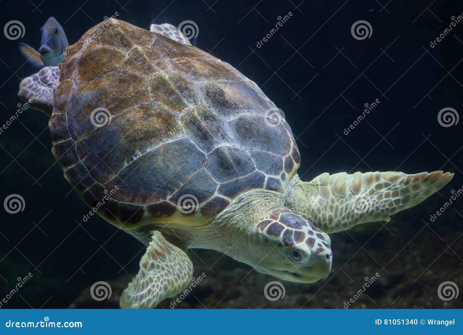 Loggerhead Sea Turtle Caretta Caretta Stock Photo - Image of turtle ...