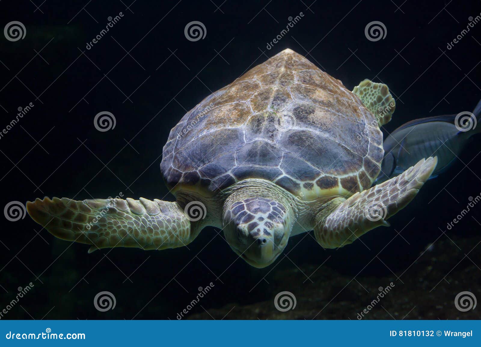 Loggerhead Sea Turtle Caretta Caretta Stock Photo - Image of ocean ...