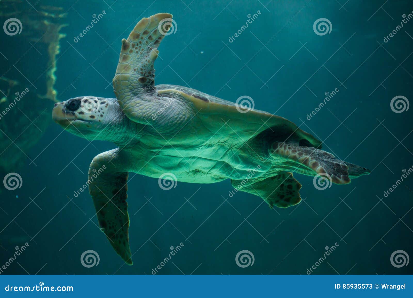 Loggerhead Sea Turtle Caretta Caretta. Stock Image - Image of water ...