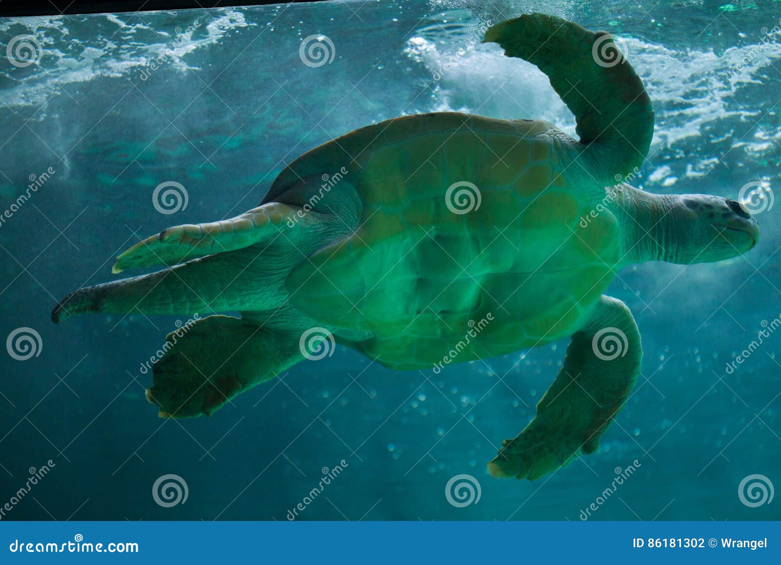 Loggerhead Sea Turtle Caretta Caretta. Stock Photo - Image of ...