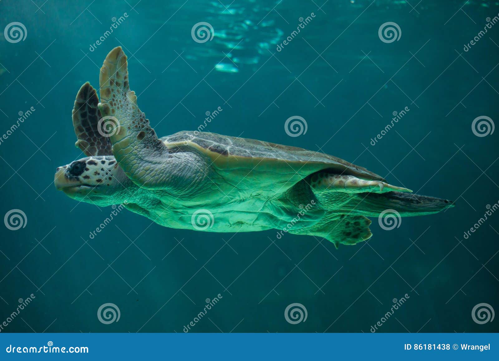 Loggerhead Sea Turtle Caretta Caretta. Stock Photo - Image of turtles ...