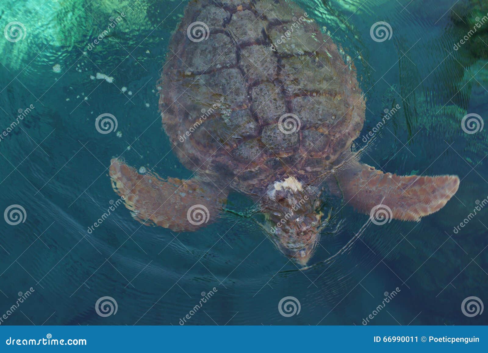 Loggerhead Sea Turtle - Caretta Caretta Stock Image - Image of deep ...