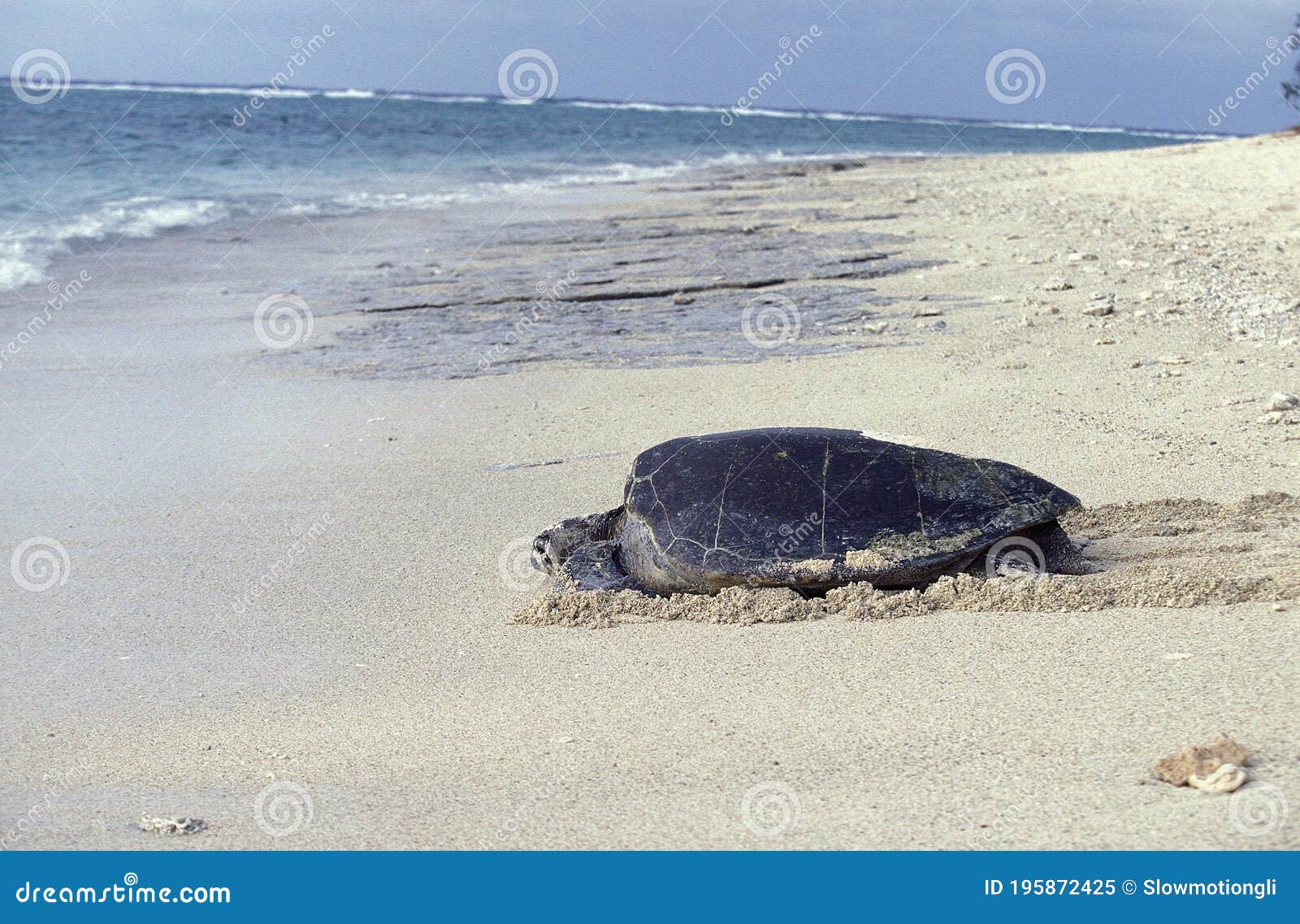 Loggerhead Sea Turtle, Caretta Caretta, Female Going Back To Sea after ...