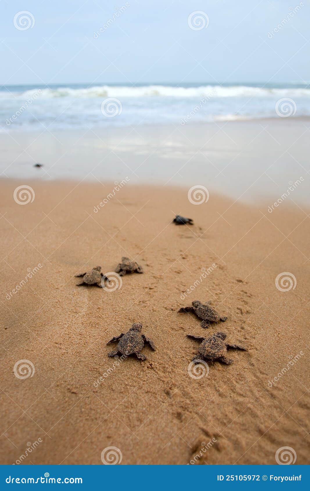 Loggerhead Sea Turtle Emergence Stock Photo - Image of cute, diary ...