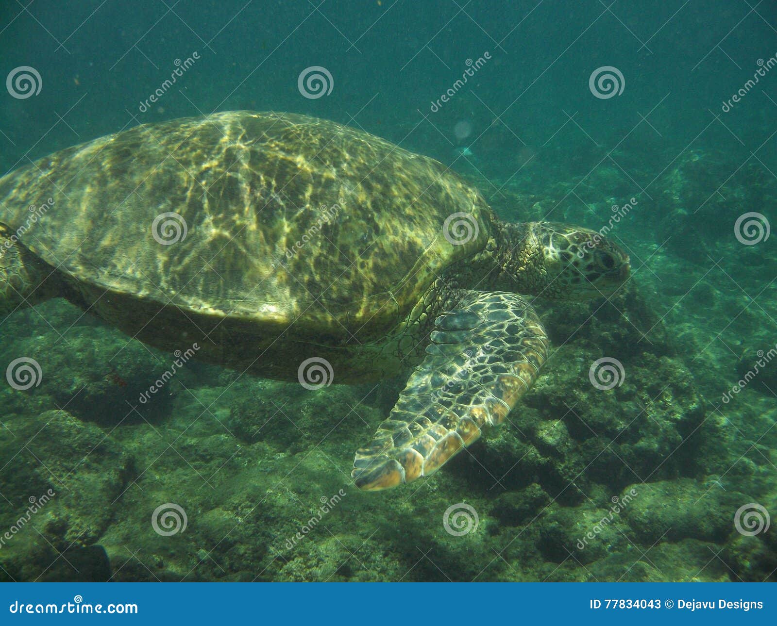 Loggerhead Sea Turtle Swimming Along Underwater Stock Image - Image of ...