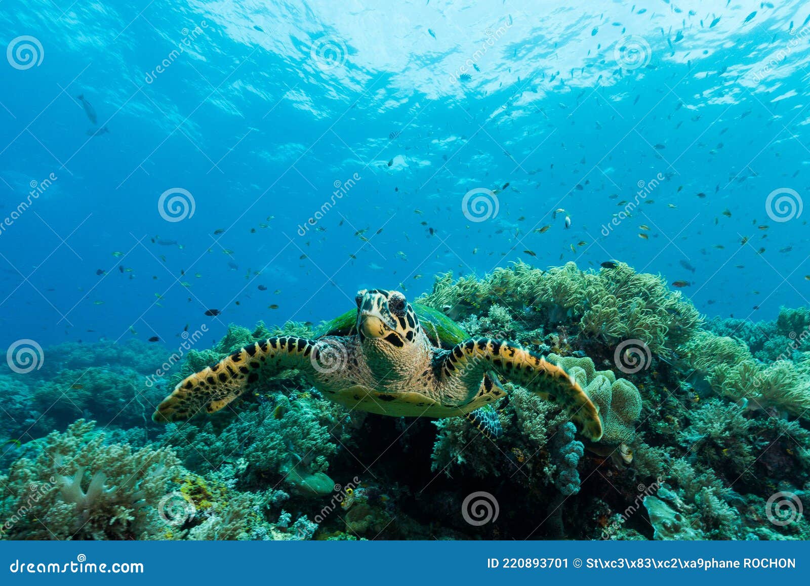 Loggerhead Sea Turtle Swimming Over a Coral Reef with Sun Rays Stock ...