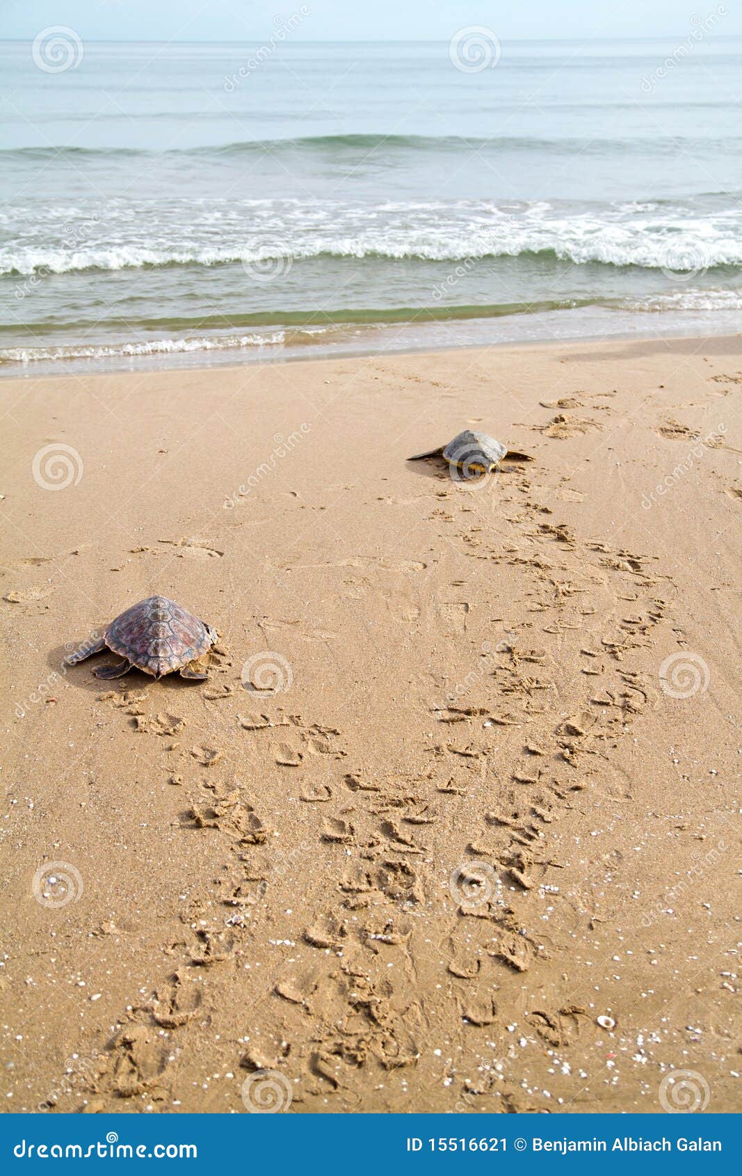 Loggerhead Sea Turtles (Caretta Caretta) Stock Image - Image of coast ...