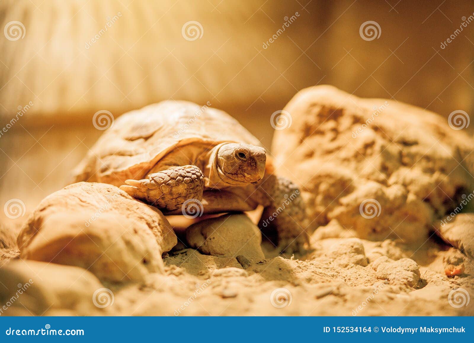 Loggerhead Sea Turtles Crawling To the Sea Stock Photo - Image of green ...