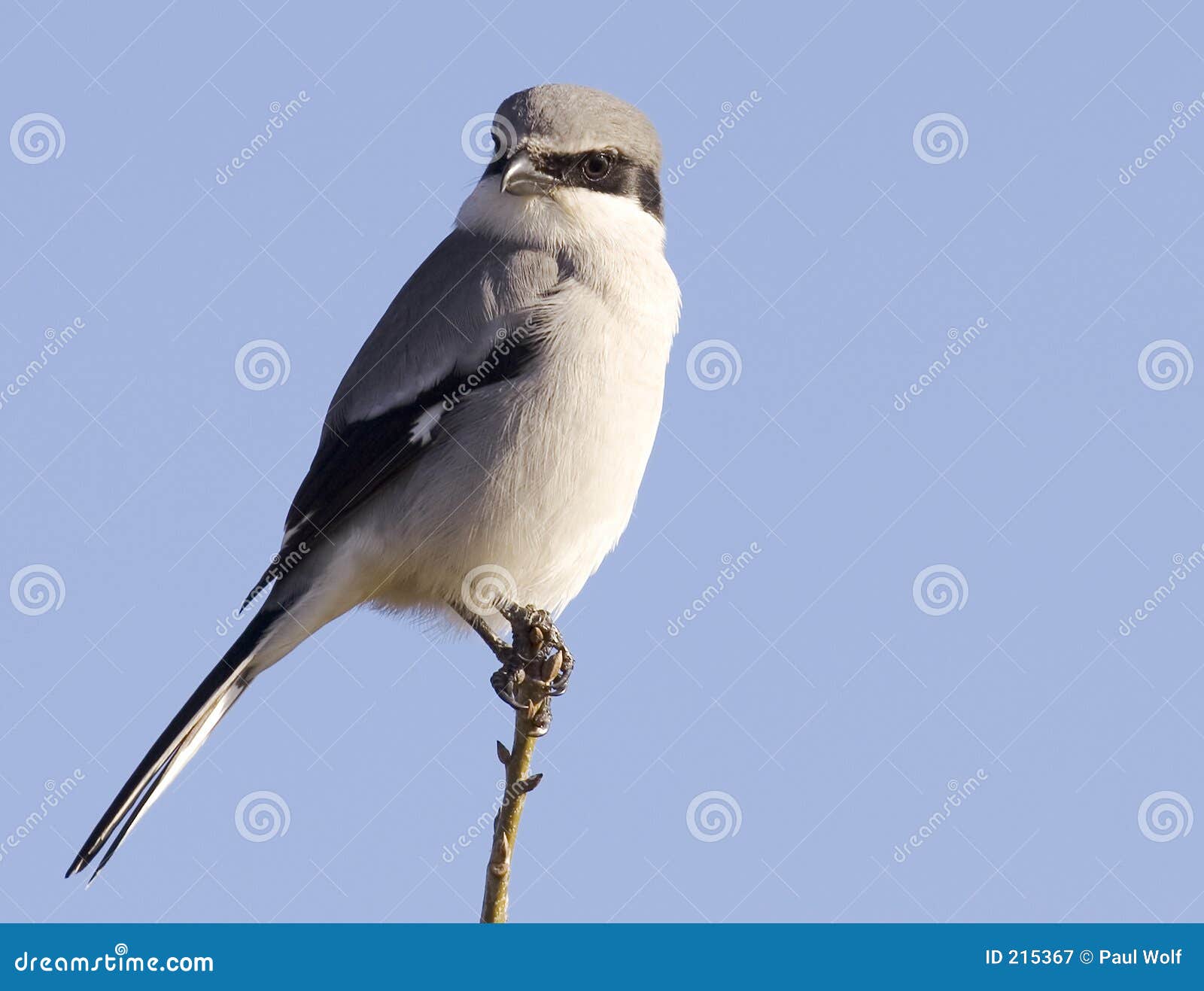 Loggerhead Shrike stock image. Image of jacinto, park, bird - 215367