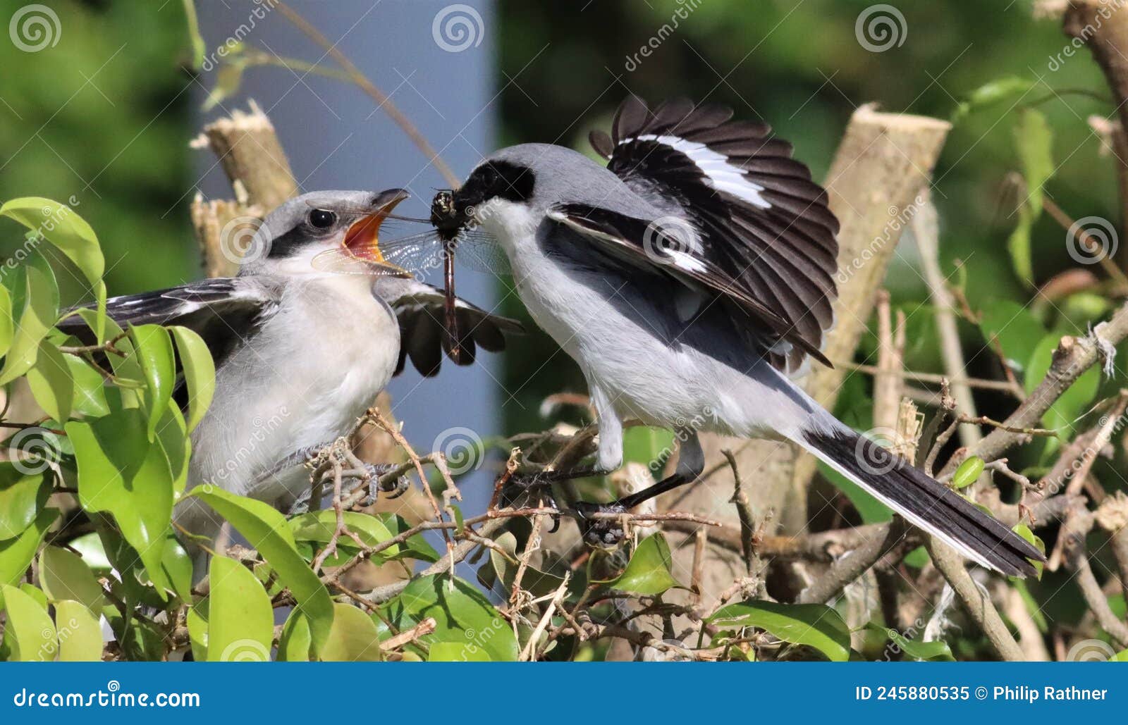 Loggerhead Shrike Feeding To Its Fledgling! Stock Image - Image of ...