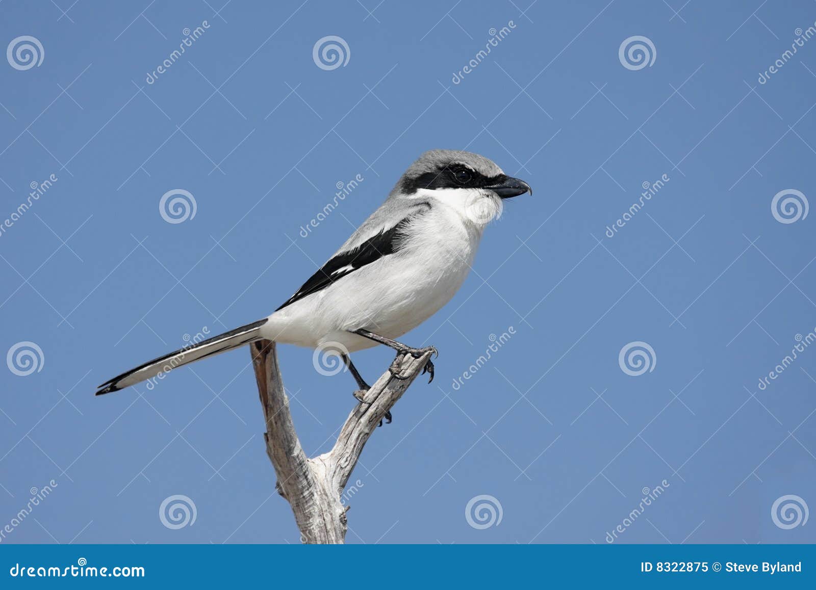 Loggerhead Shrike (Lanius Ludovicianus) Stock Image - Image of wildlife ...