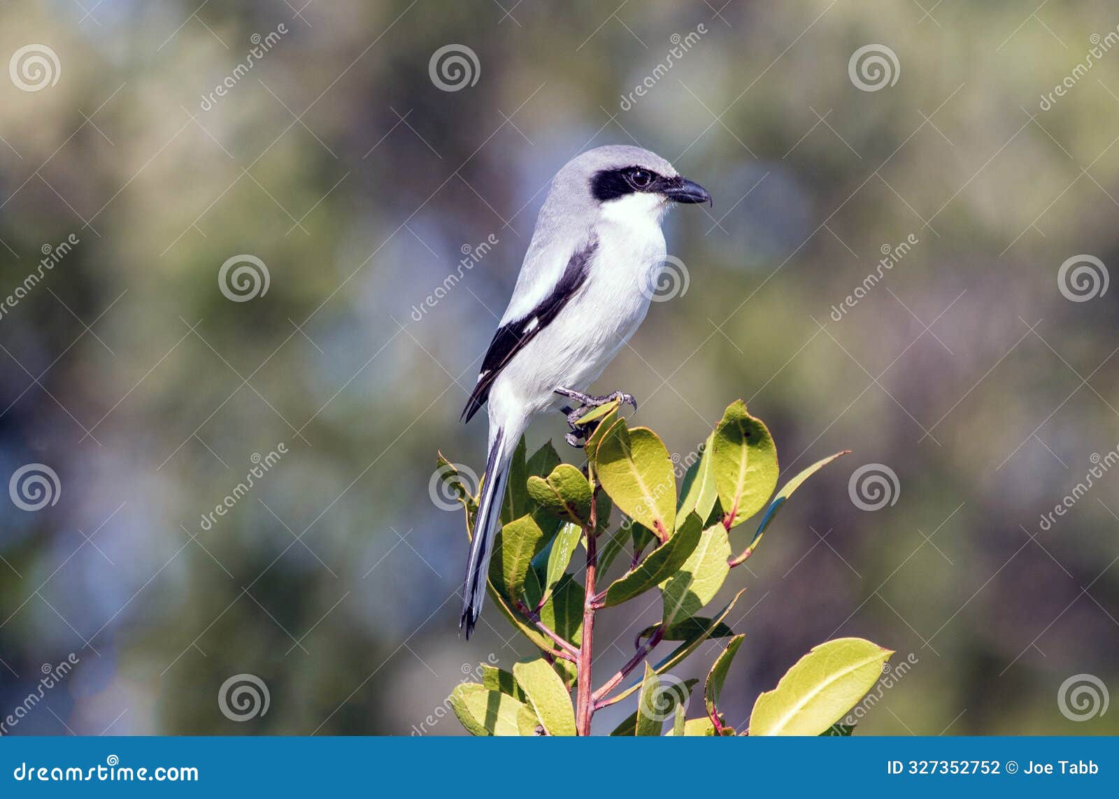 Loggerhead Shrike Bird In The Nature Of Lake Mead Recreation Are Stock ...