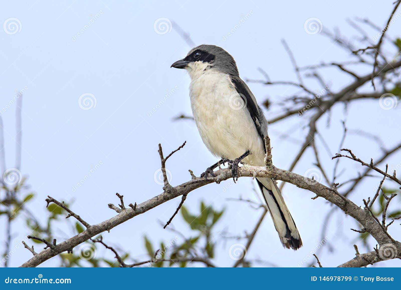 Loggerhead Shrike stock image. Image of animal, birds - 146978799