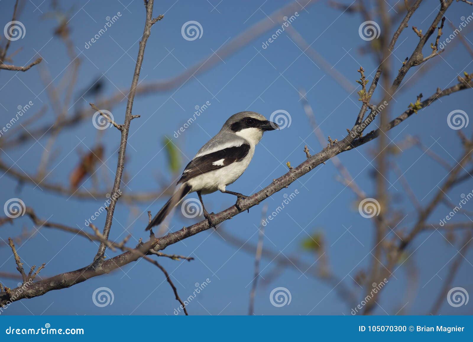 Loggerhead Shrike Perching in Tree Stock Photo - Image of intense ...