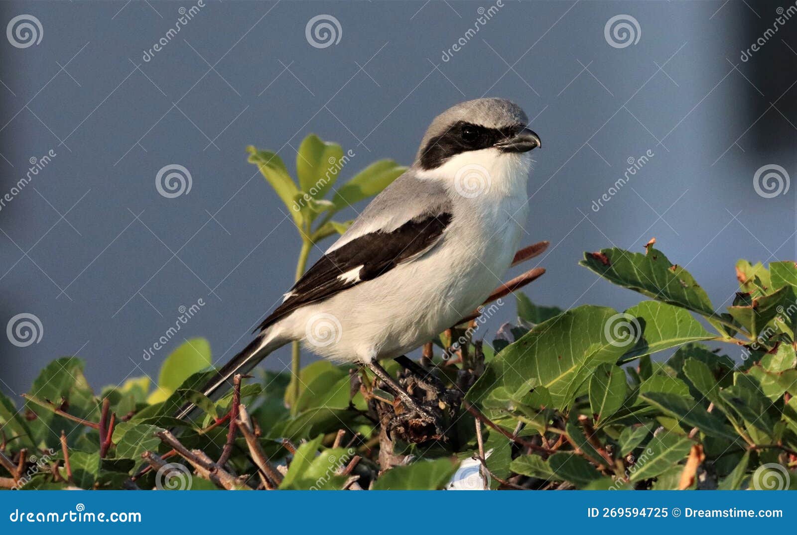 Portrait Of A Loggerhead Shrike, Aka The Butcher Bird Stock Image ...