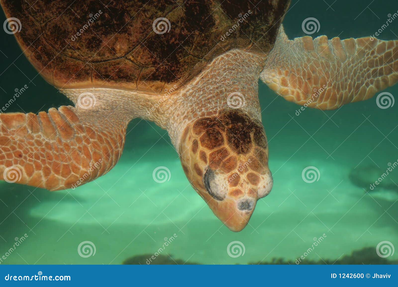 Loggerhead Sea Turtle Royalty-Free Stock Photography | CartoonDealer ...