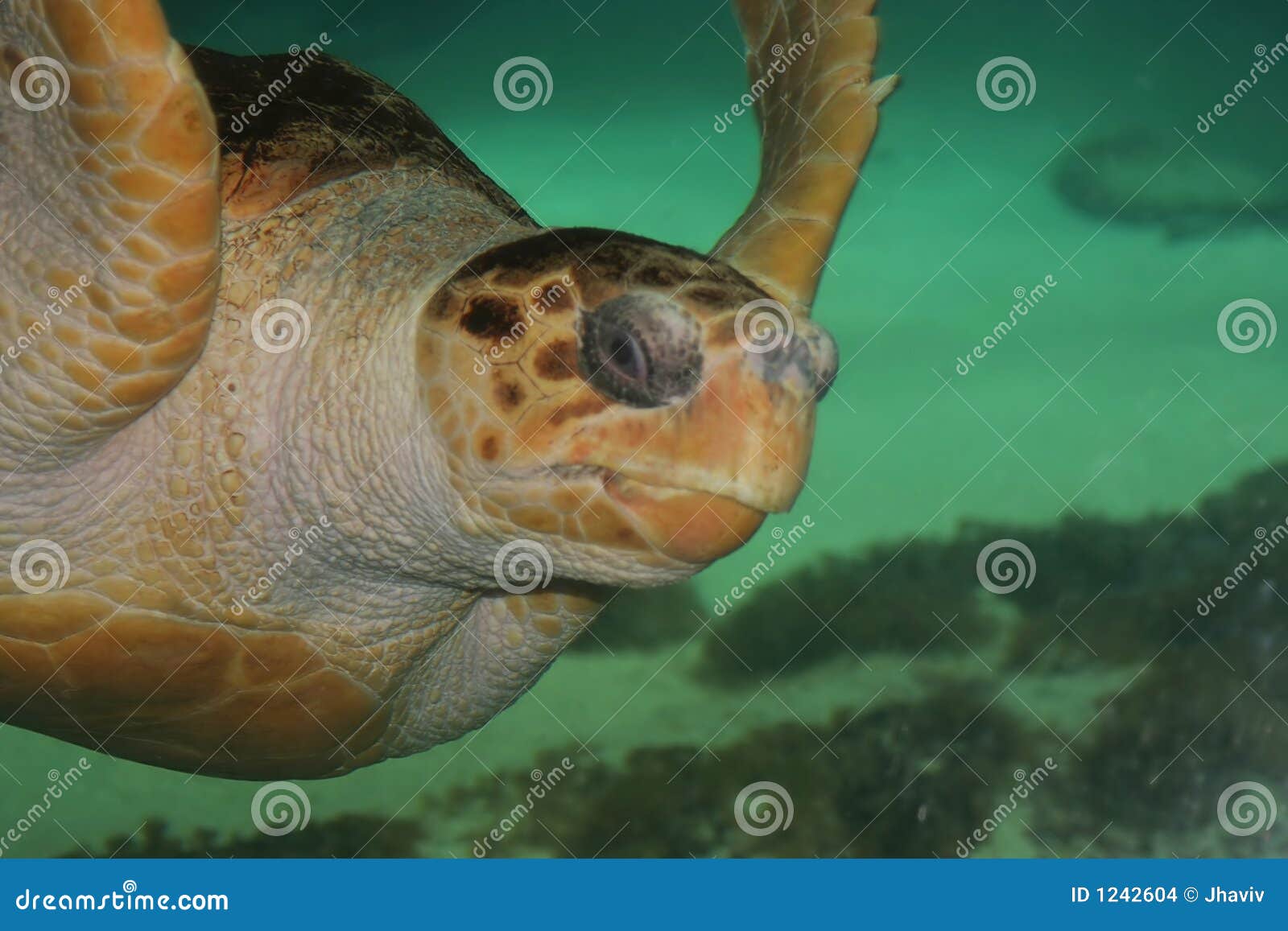 Loggerhead Sea Turtle Royalty-Free Stock Photography | CartoonDealer ...