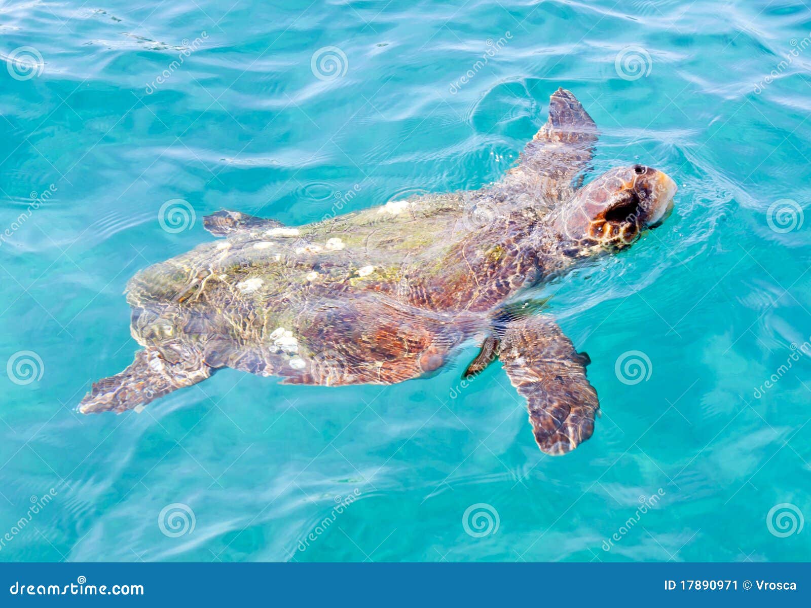 Loggerhead Turtle stock image. Image of explore, mellow - 17890971