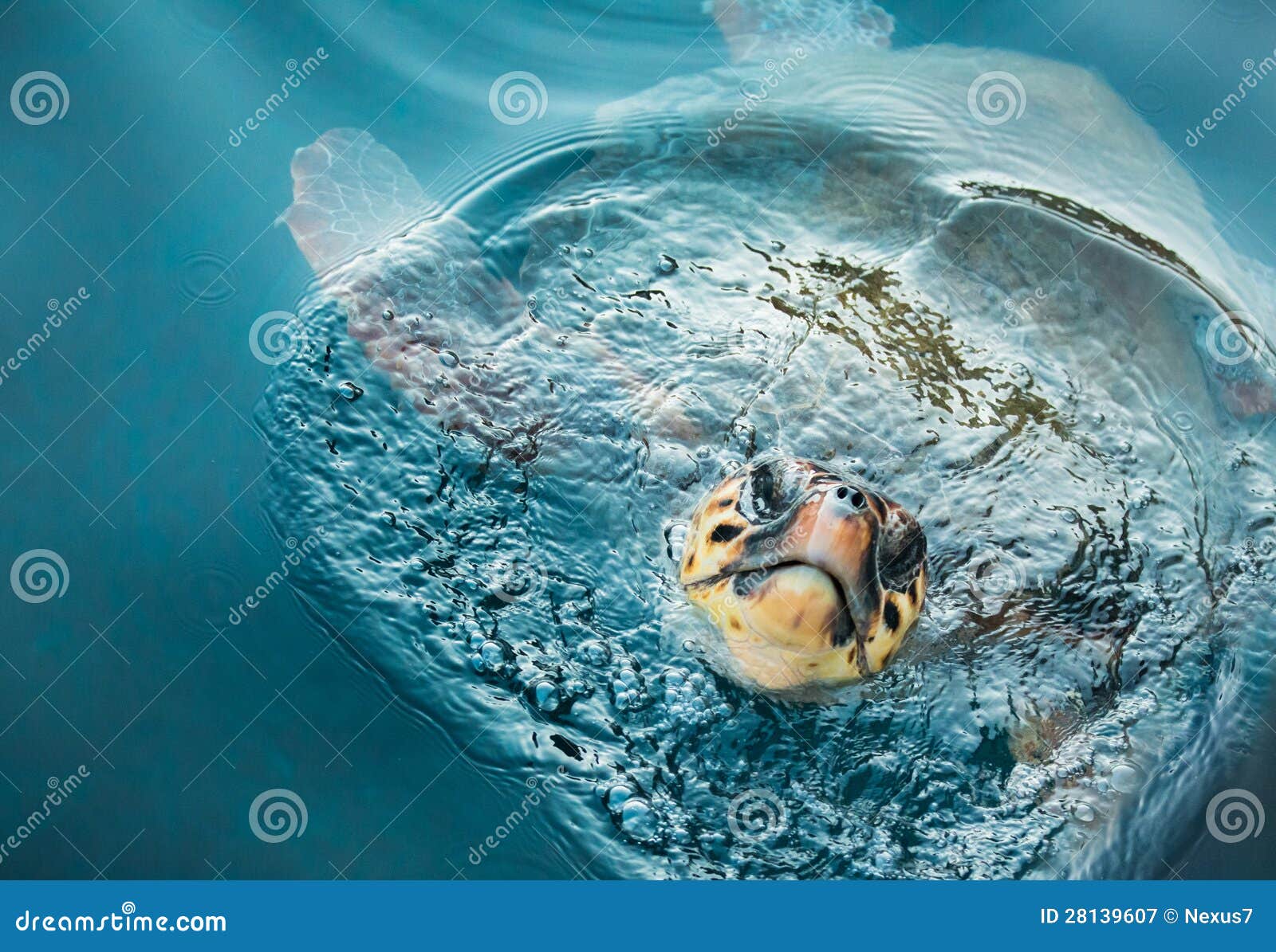 Loggerhead Turtle stock image. Image of ionian, animal - 28139607
