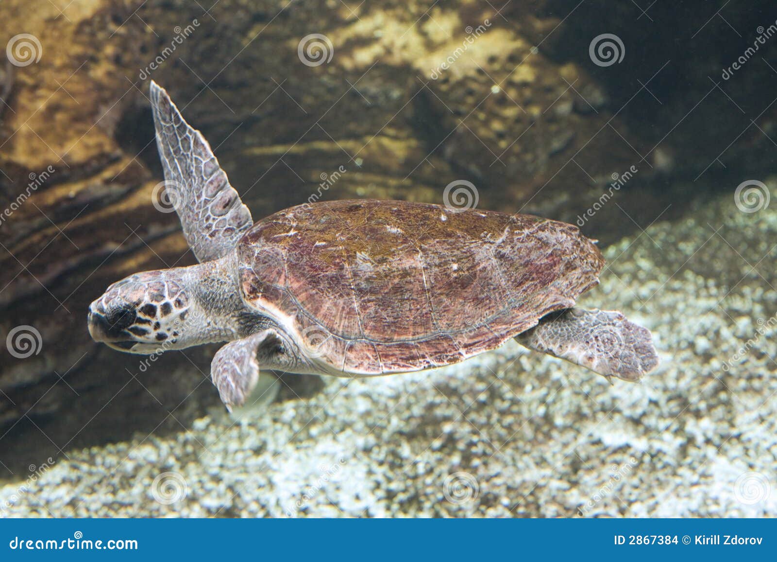 Loggerhead Sea Turtle Nesting Site On Hilton Head Island Beach Royalty ...