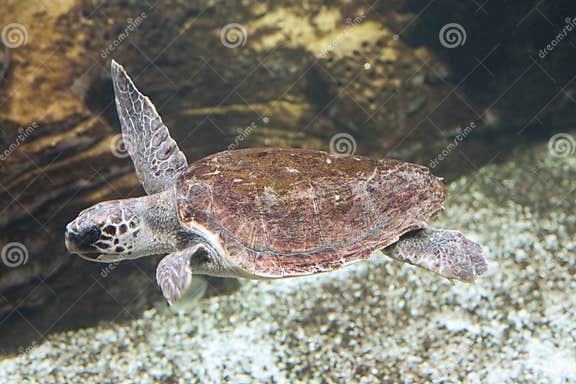Loggerhead Turtle stock photo. Image of swimming, water - 2867384
