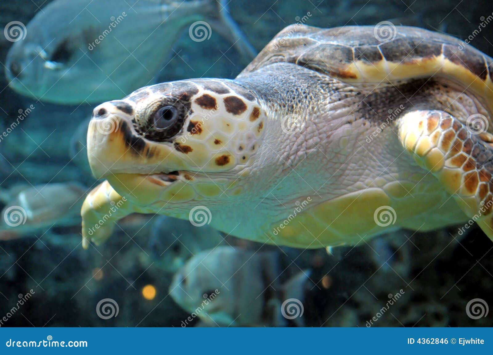 Loggerhead turtle stock photo. Image of aquarium, endangered - 4362846