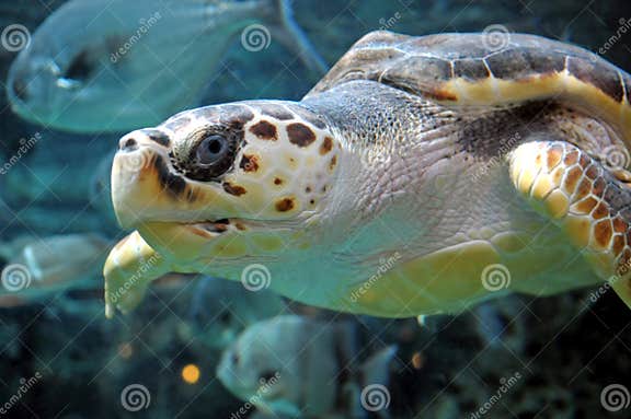 Loggerhead turtle stock photo. Image of aquarium, endangered - 4362846