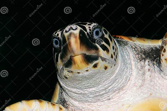 Loggerhead turtle stock photo. Image of ocean, natural - 896046