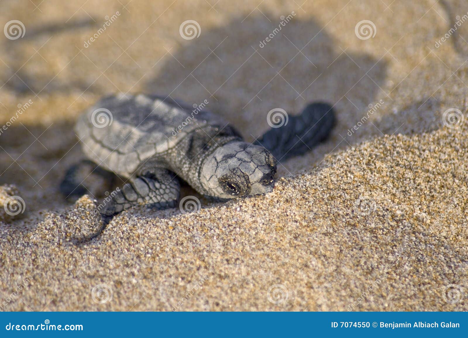 Loggerhead Turtle Baby(Caretta Caretta) Stock Photo - Image of born ...