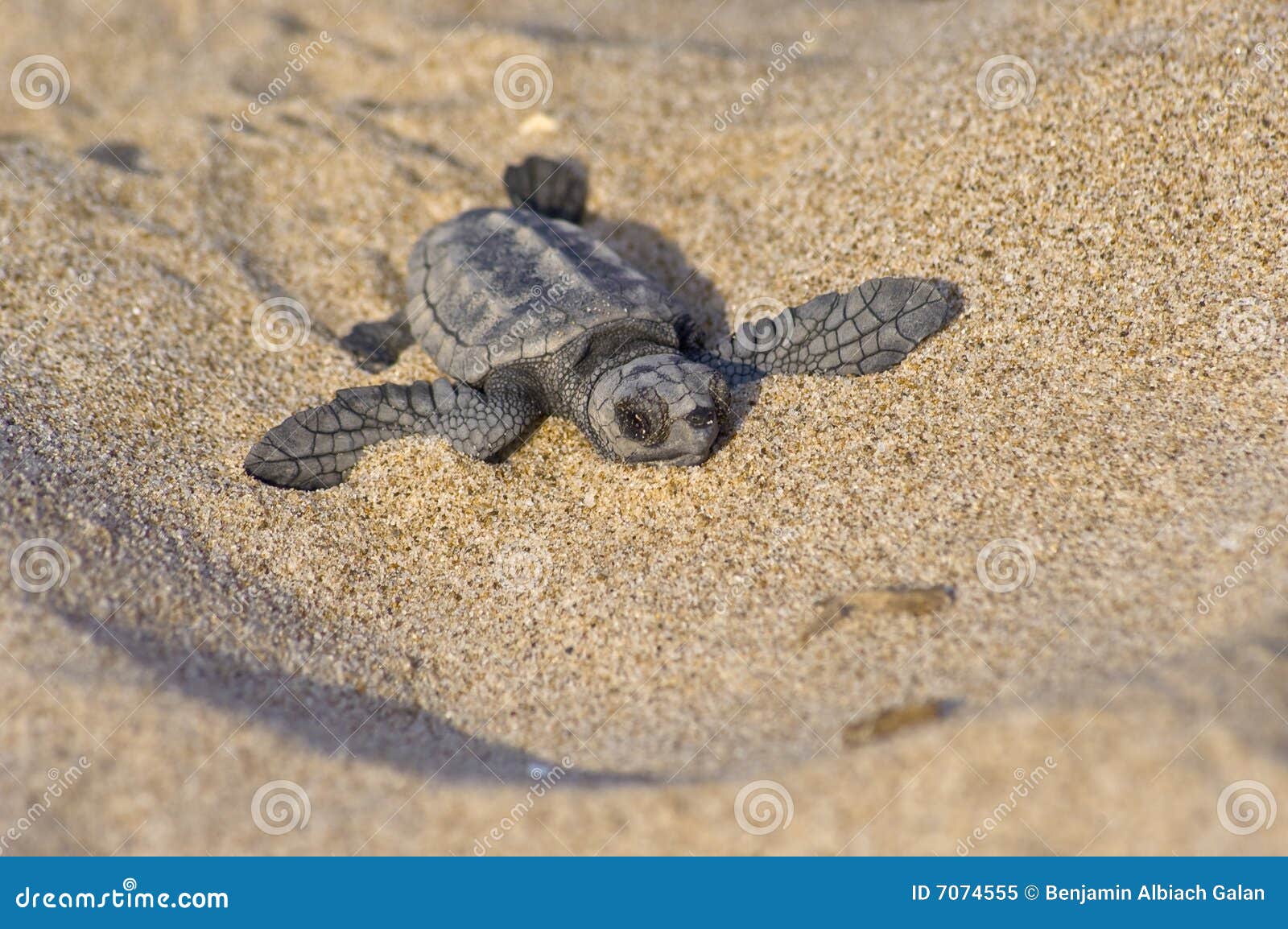 Loggerhead Turtle Baby(Caretta Caretta) Royalty Free Stock Photo ...