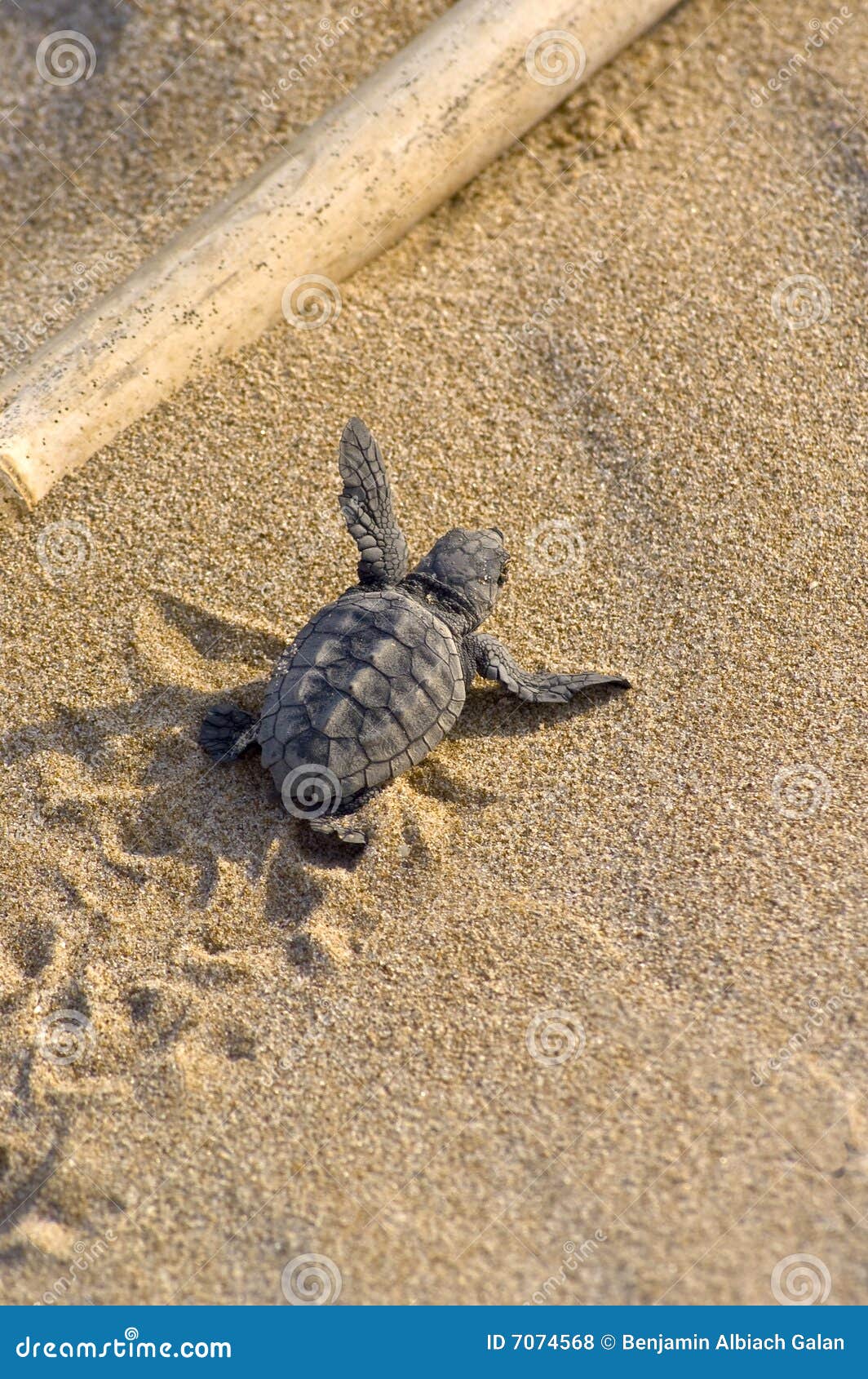 Loggerhead Turtle Baby(Caretta Caretta) Stock Photo - Image of born ...