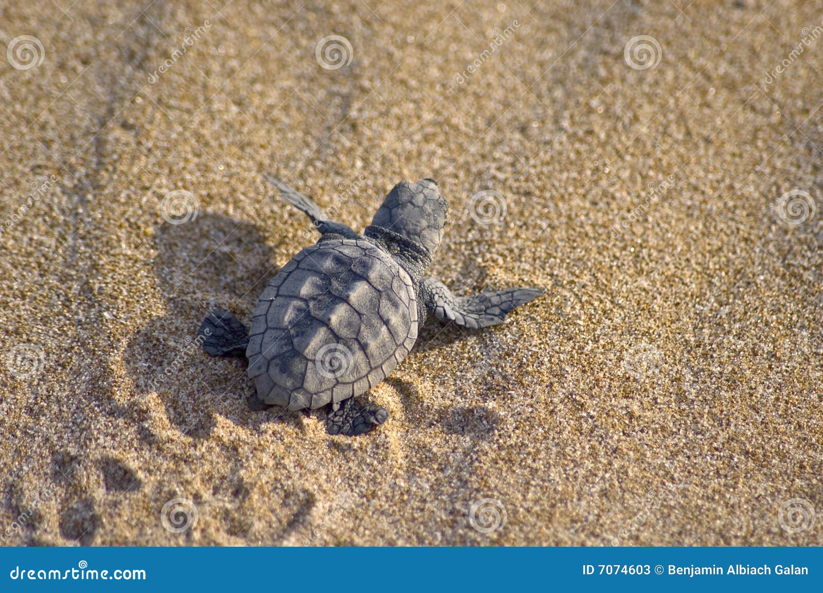 Loggerhead Turtle Baby(Caretta Caretta) Stock Image - Image of track ...